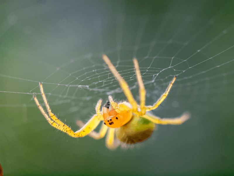 Yellow Sac Spiders in Utah: Risks & Prevention Tips - Beeline Pest Control